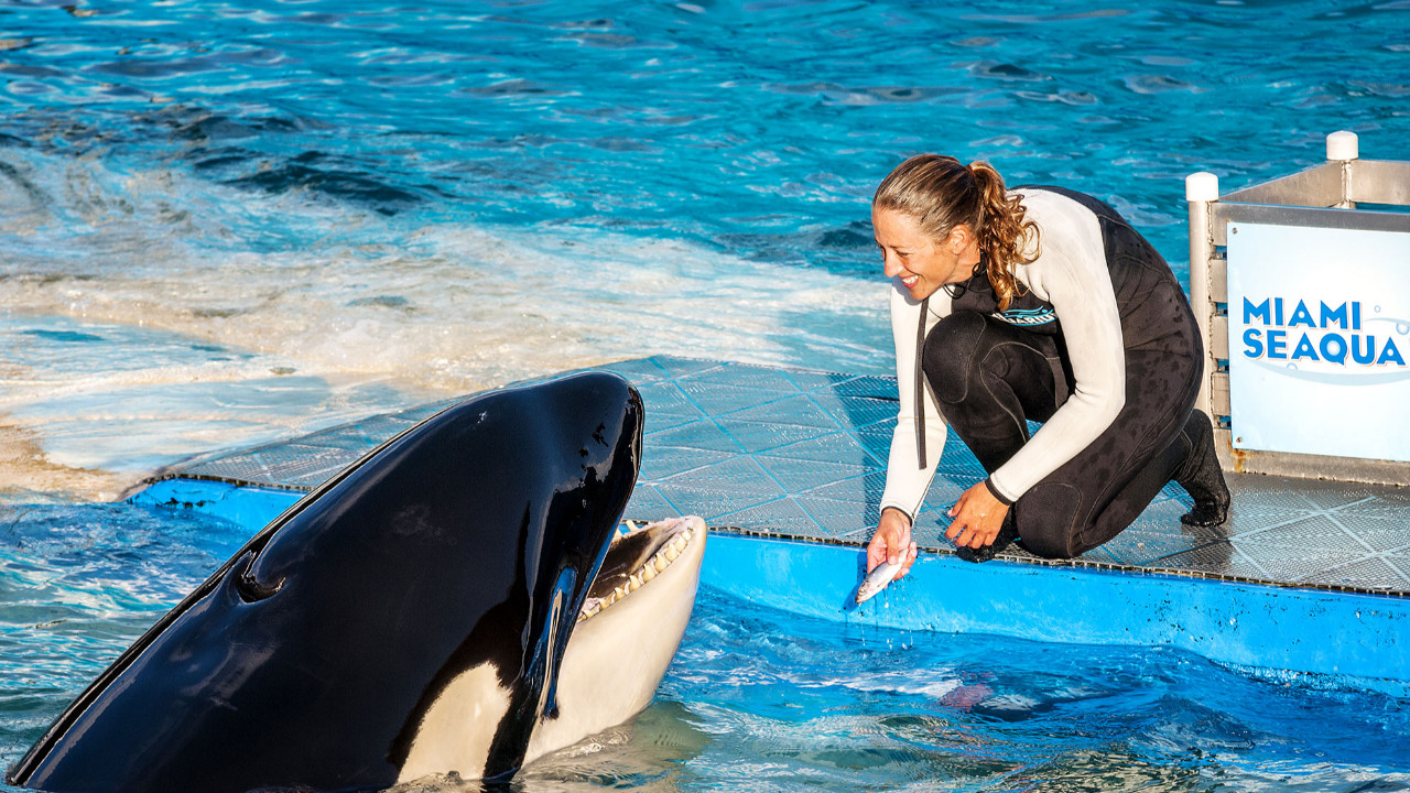 Katil balina Lolita'nın 52 yıllık esaretten sonra yuvasına dönmesi ...