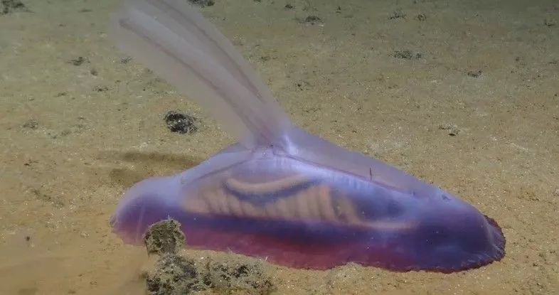 Pasifik'te 5.000'den fazla yeni canlı türü bulundu - Kurabaz