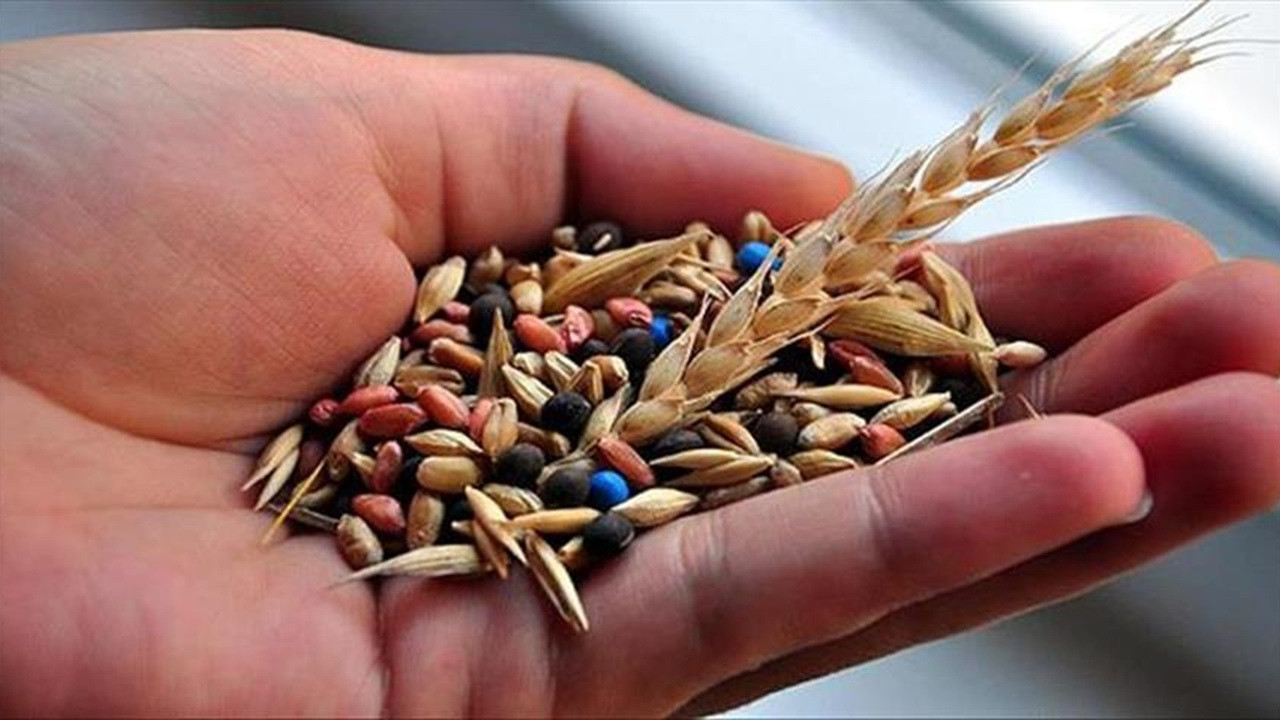 Yerli tohumda 17 türde 39 yeni çeşit daha tescil edildi, toplam sayı ...