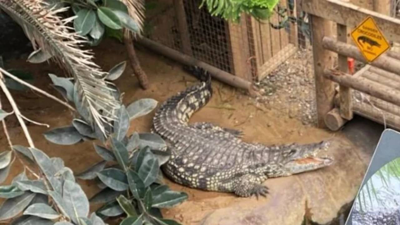 Timsah kafesine çocuk atan adam serbest bırakıldı